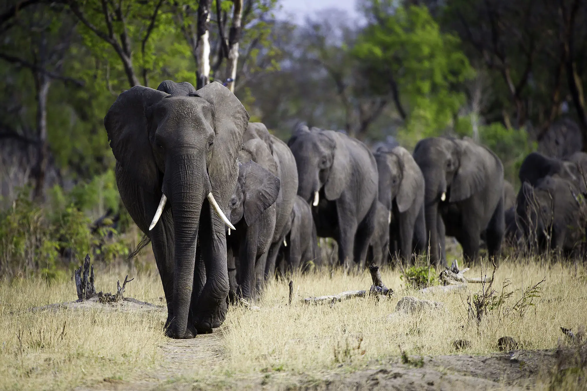 Best Safari Destinations | Ultimate Holidays | Yellow Zebra Safaris