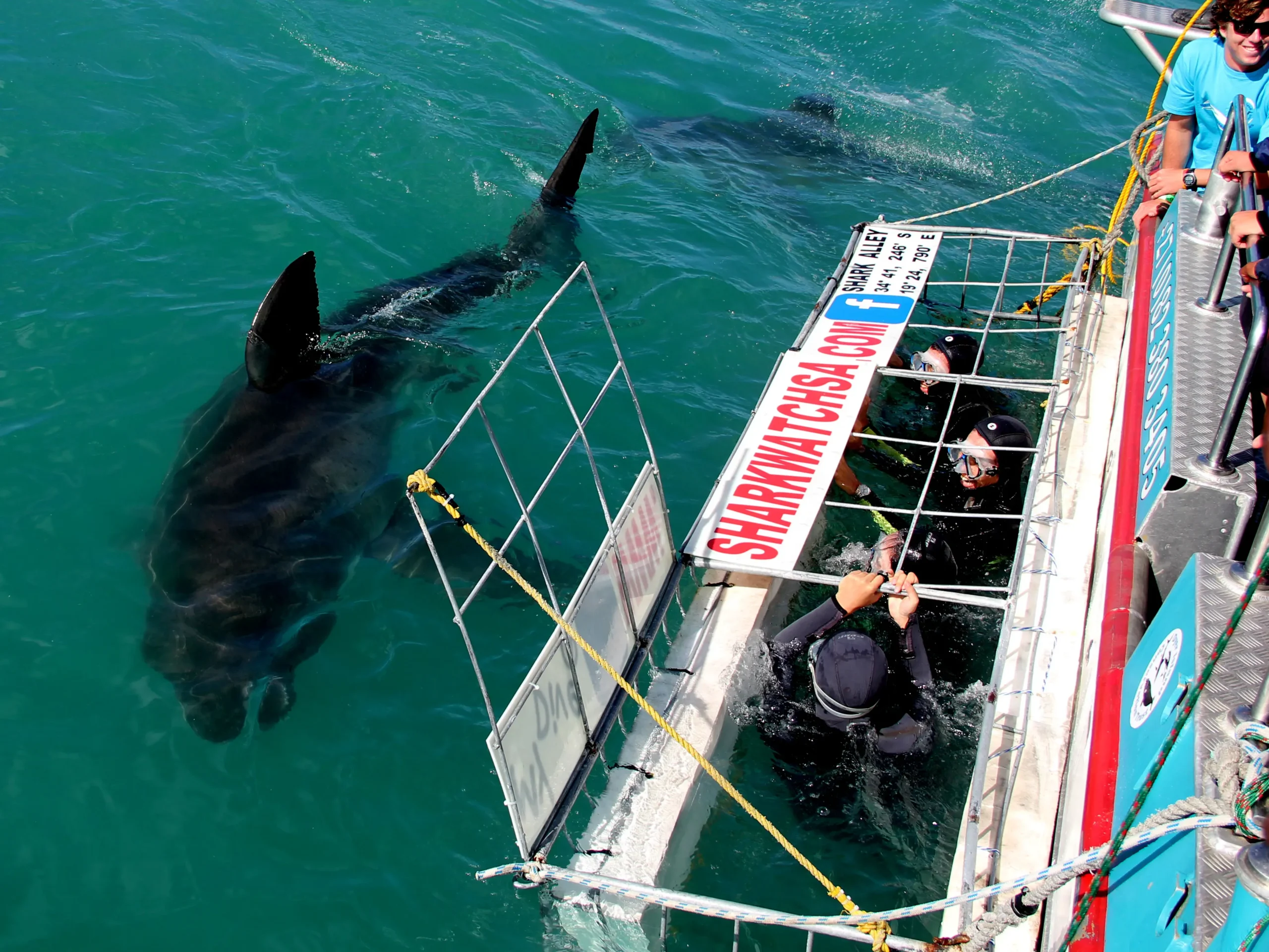 Great White Shark Cage Diving | South Africa | Yellow Zebra Safaris
