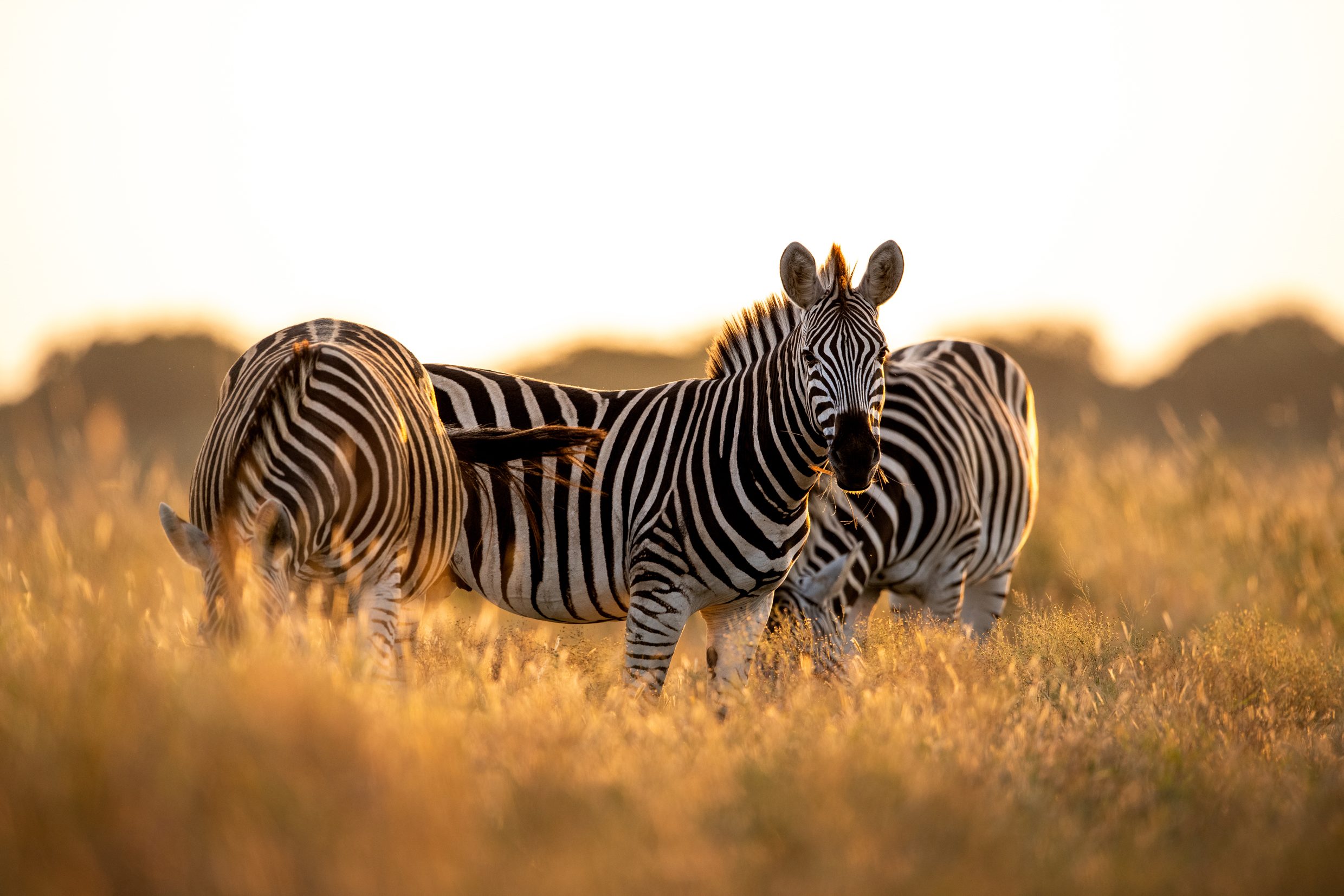 My Collection | Yellow Zebra Safaris