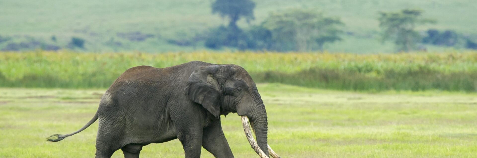 Tanzania Holidays & Bespoke Tours | Yellow Zebra Safaris