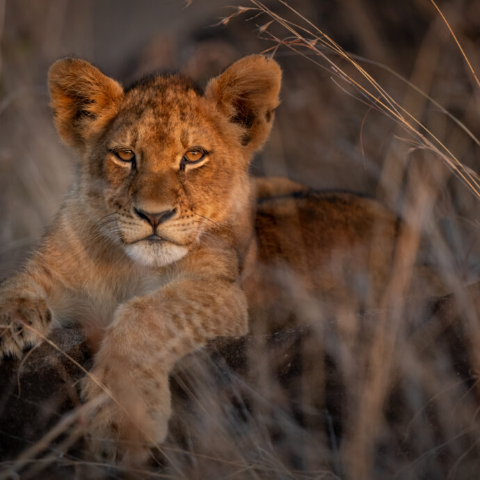 Connor Rose | Junior Marketing Executive | Yellow Zebra Safaris
