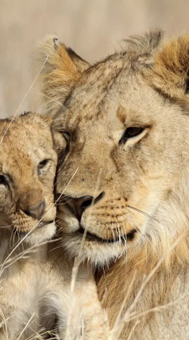 Kenya's hidden value safari | Yellow Zebra Safaris