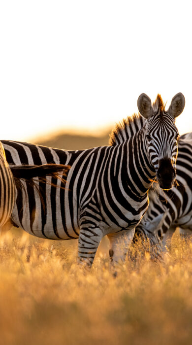 About Us | Why Book with Yellow Zebra | Yellow Zebra Safaris