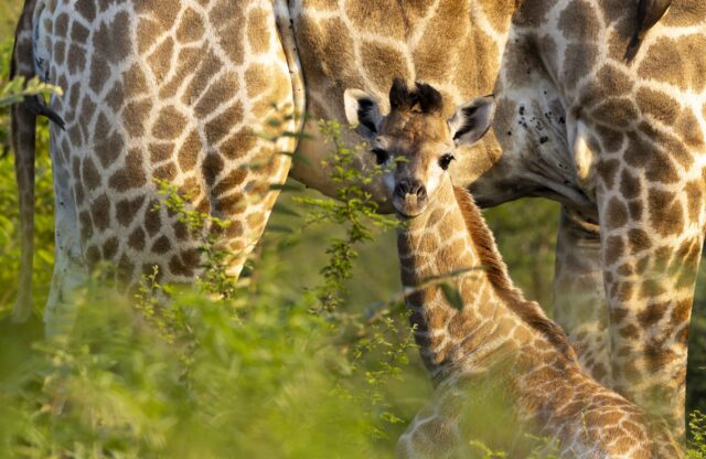 Safari in September | When to go to Africa | Yellow Zebra Safaris
